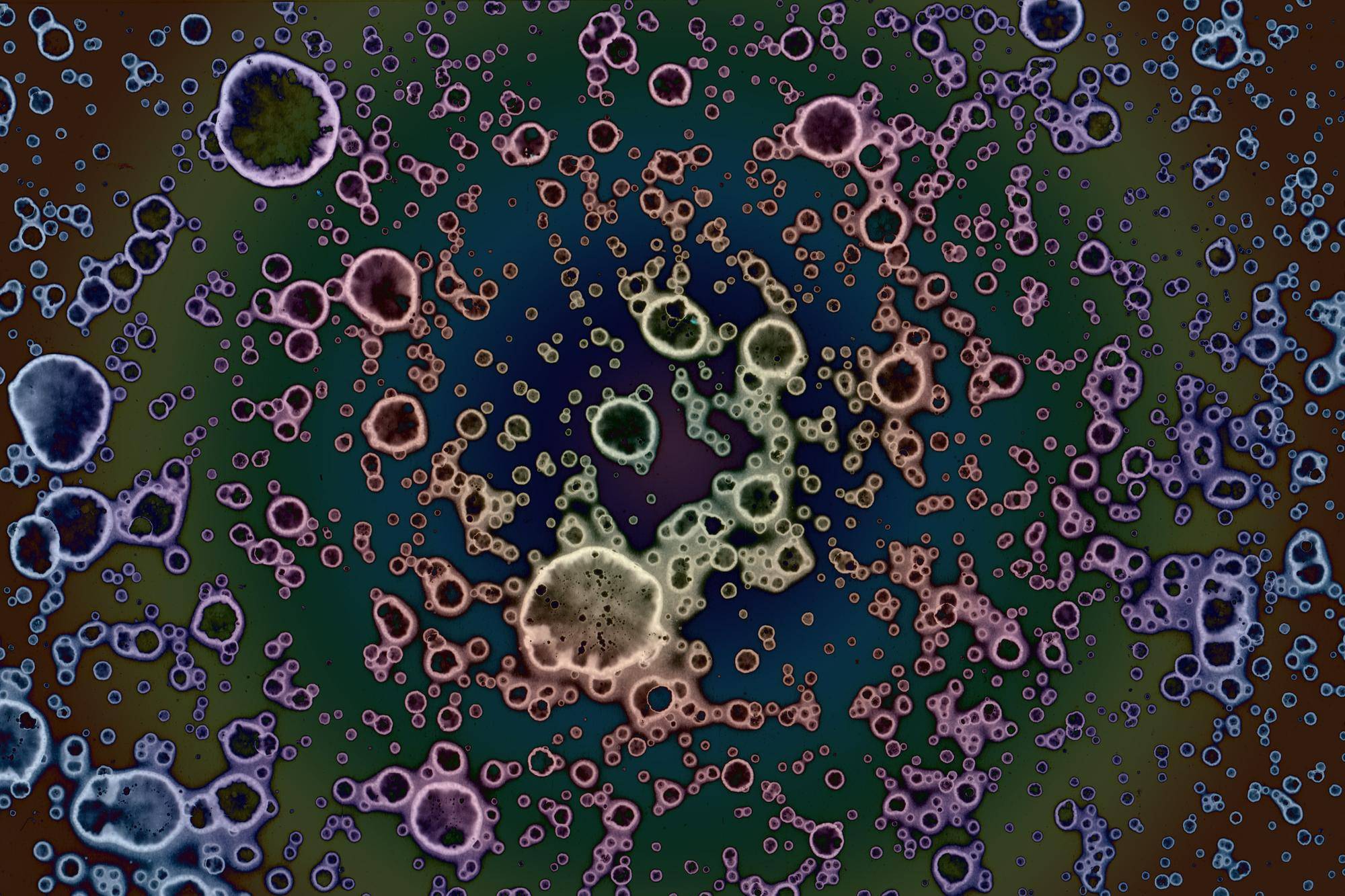 The Structure and Anatomy of Multicellular Organisms - StyleBuzzer